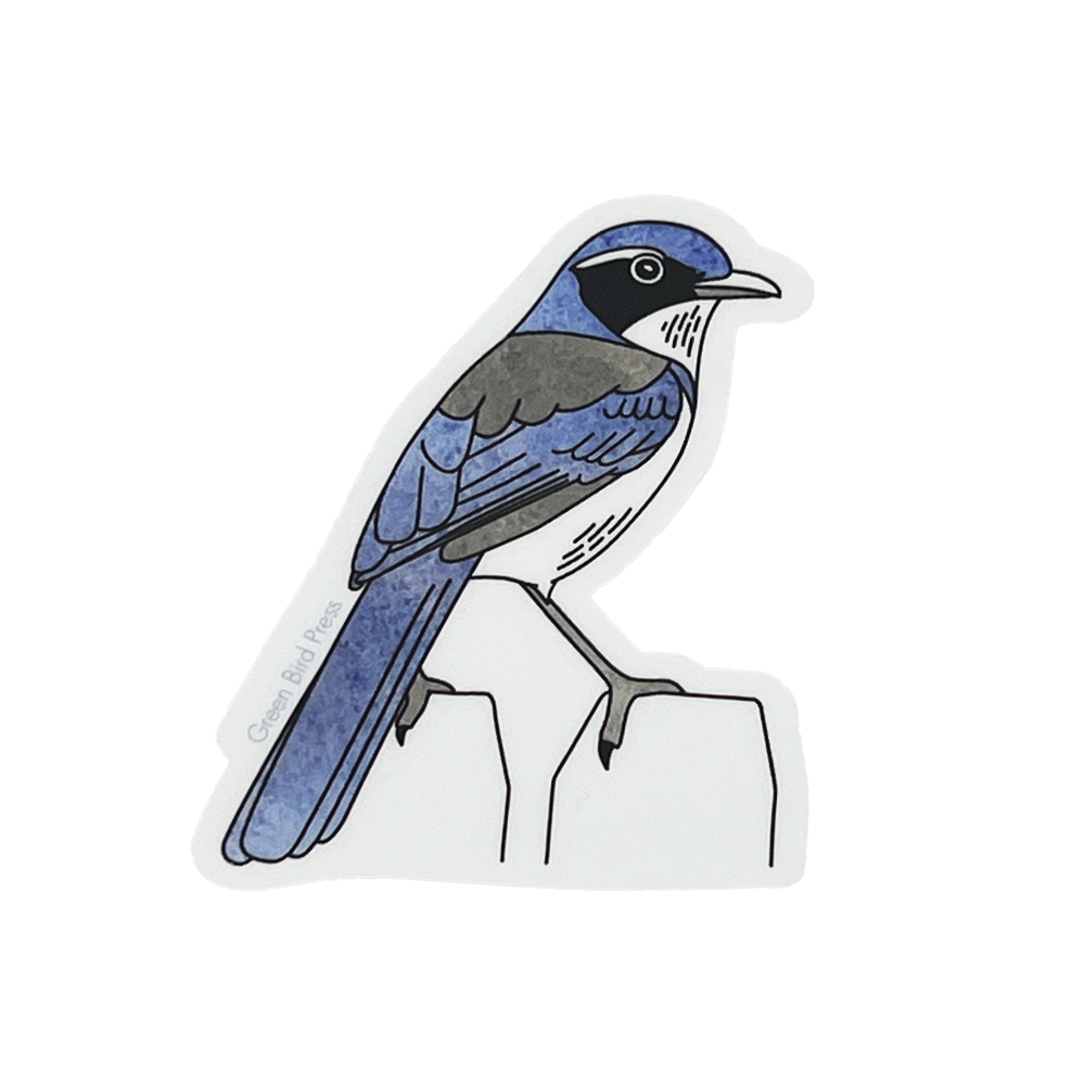 California Scrub Jay Sticker – The Bend Store